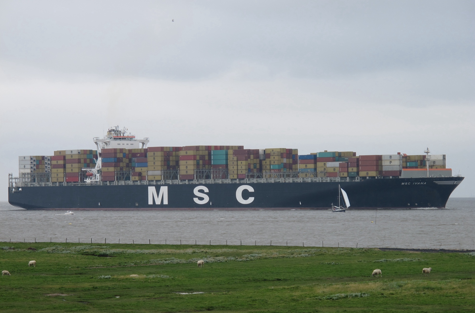 MSC Ivana